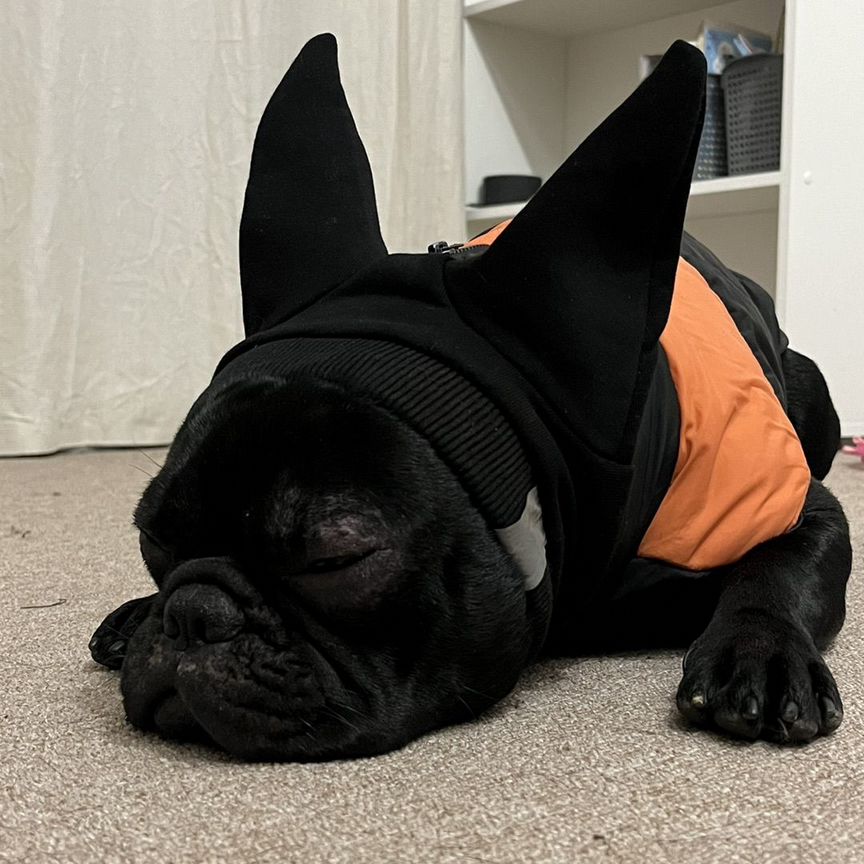 Шапка для собак