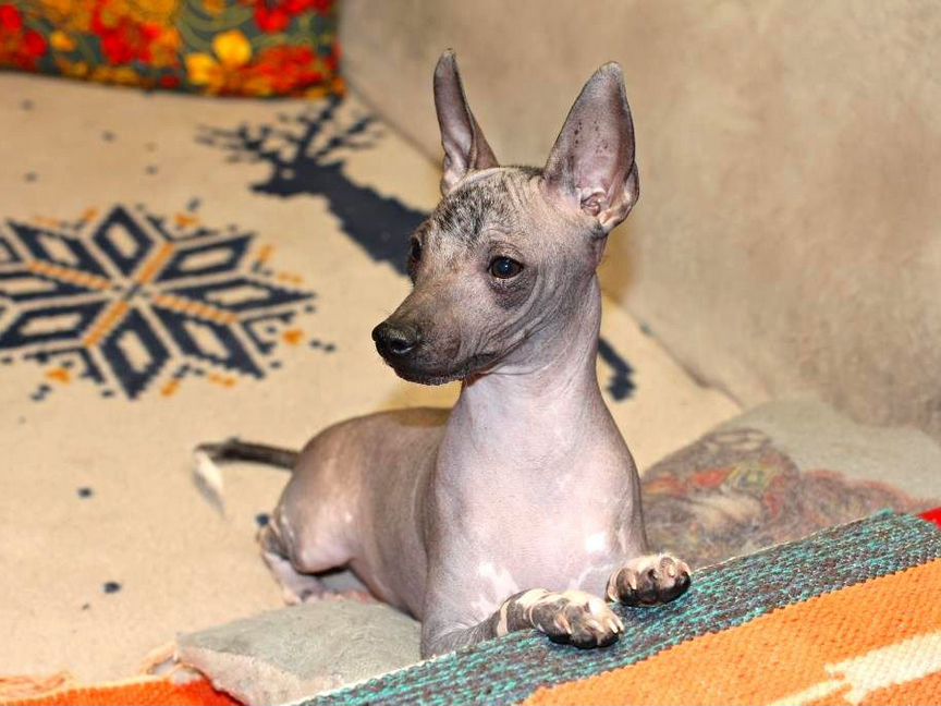 Ксолоитцкуинтли, чудесная девочка минюшечка