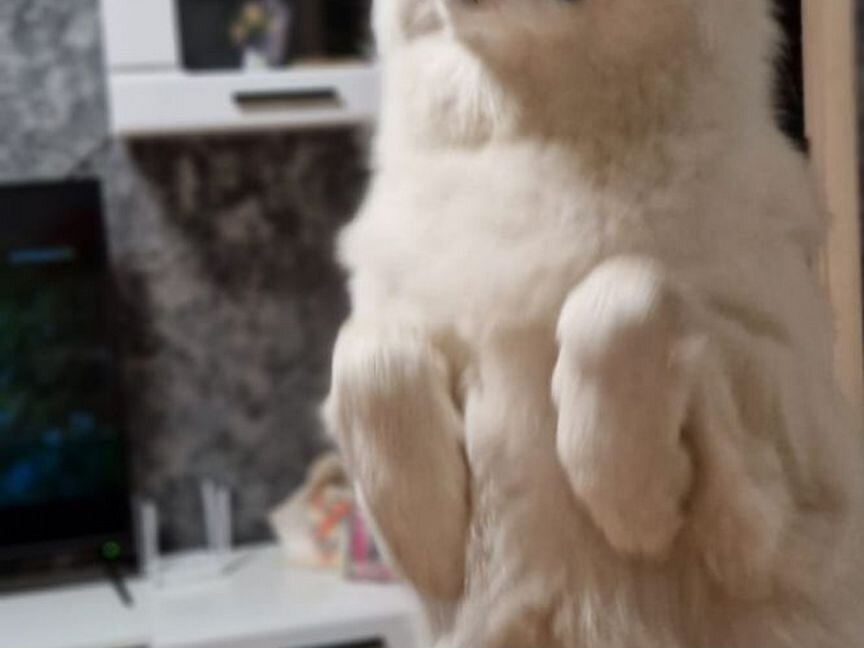 Самоедская собака