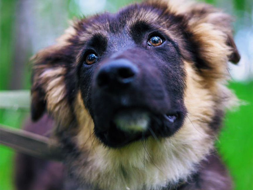 Очаровательный щенок из приюта ищет родитеоей