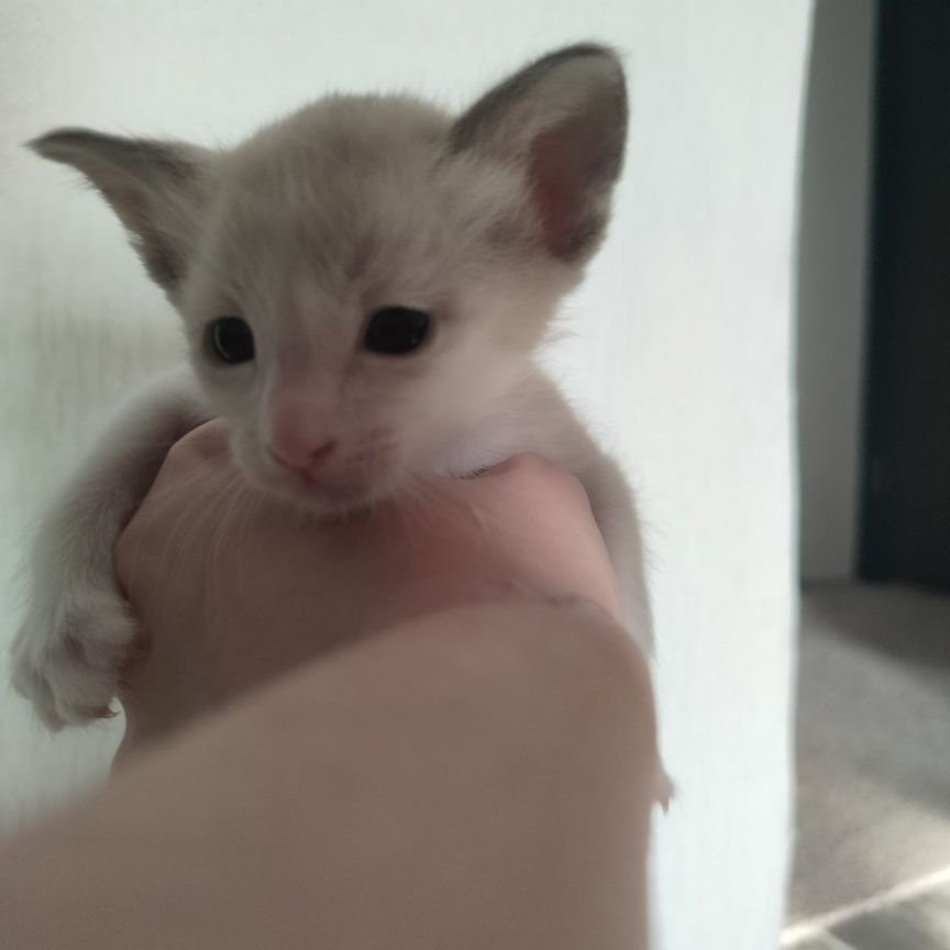 Ориентальные котята