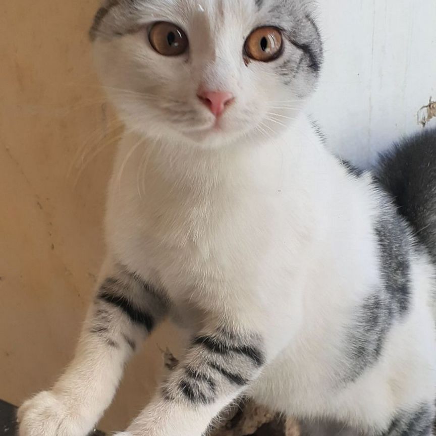 Обыкновенная