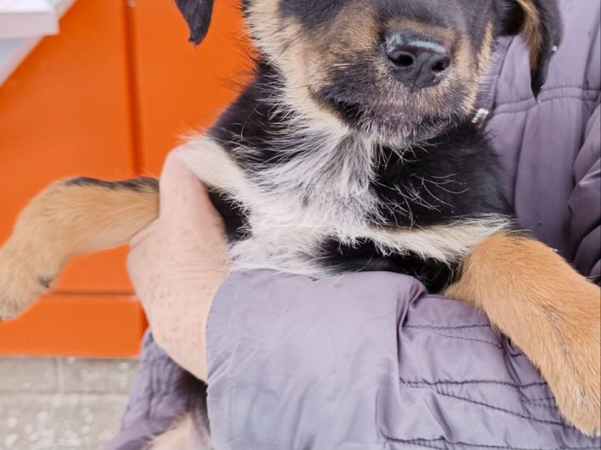 Кобель щенок на охрану 2.5 месяца