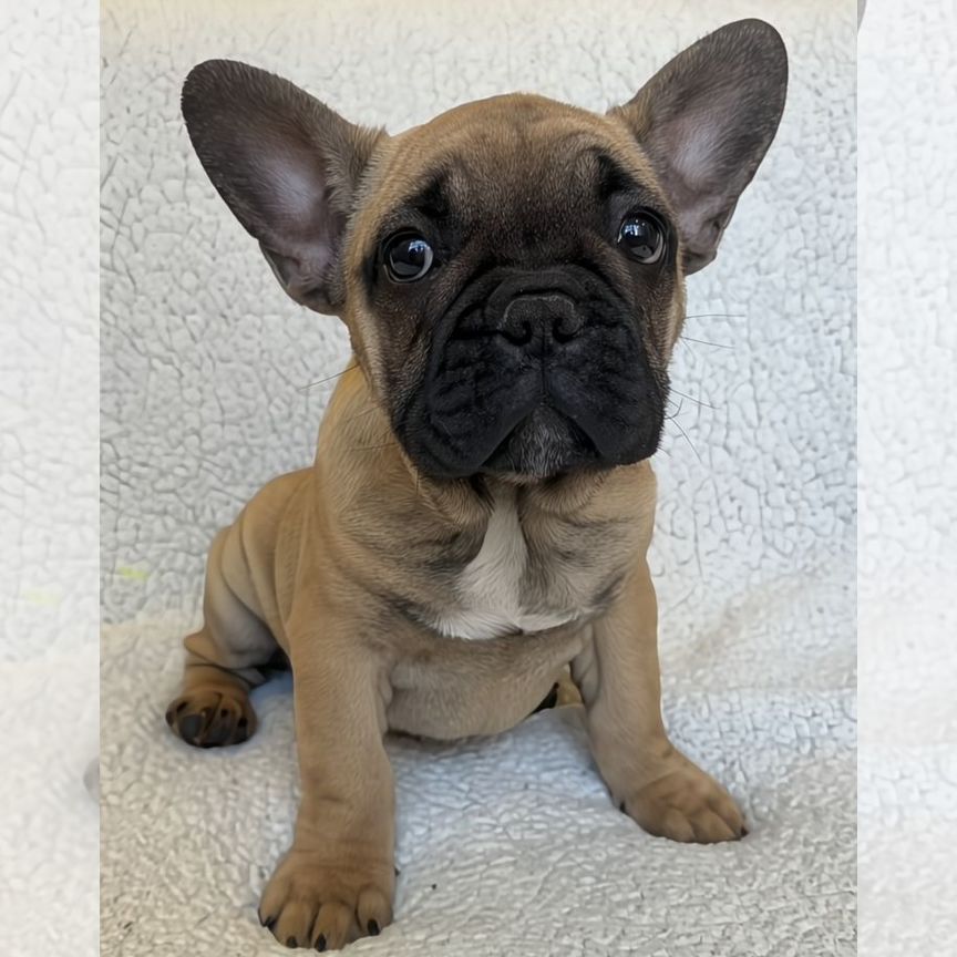 Французский бульдог, щенок