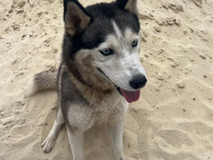Потеряшка Сибирский хаски