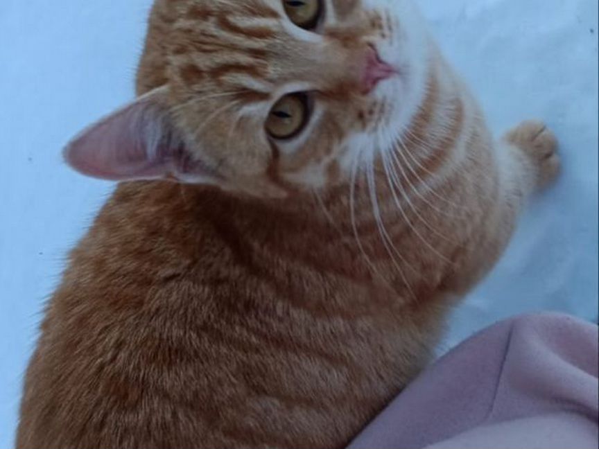 Кот