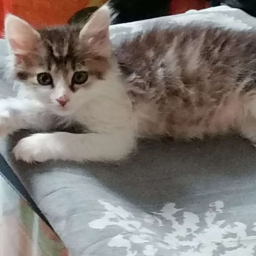 Котёнок в золотые руки