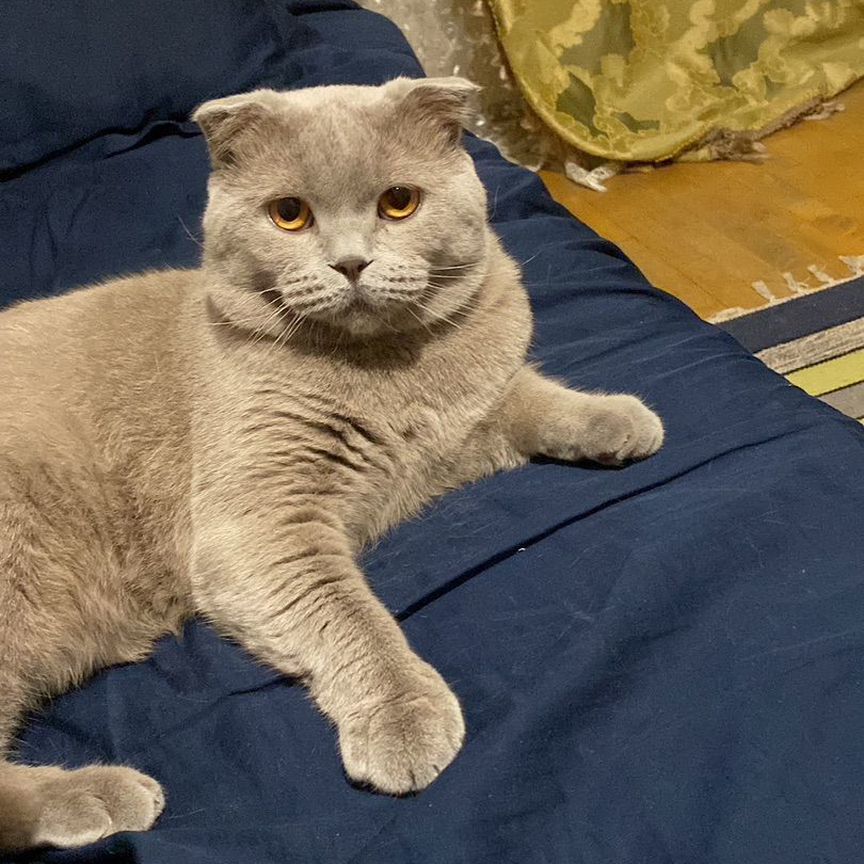 Шотландская вислоухая