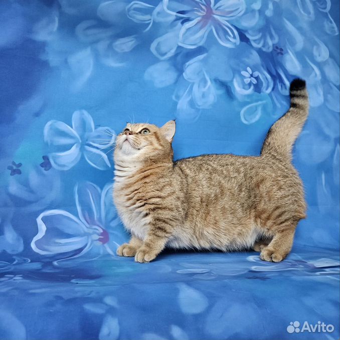 Манчкин мальчик скоттиш килт