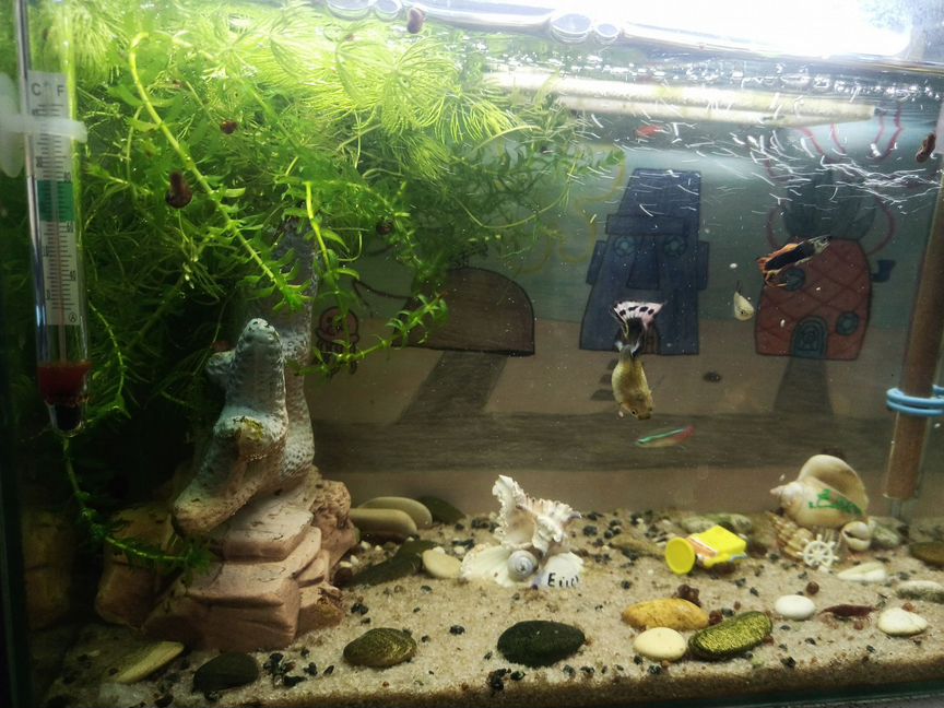 Аквариум с рыбками