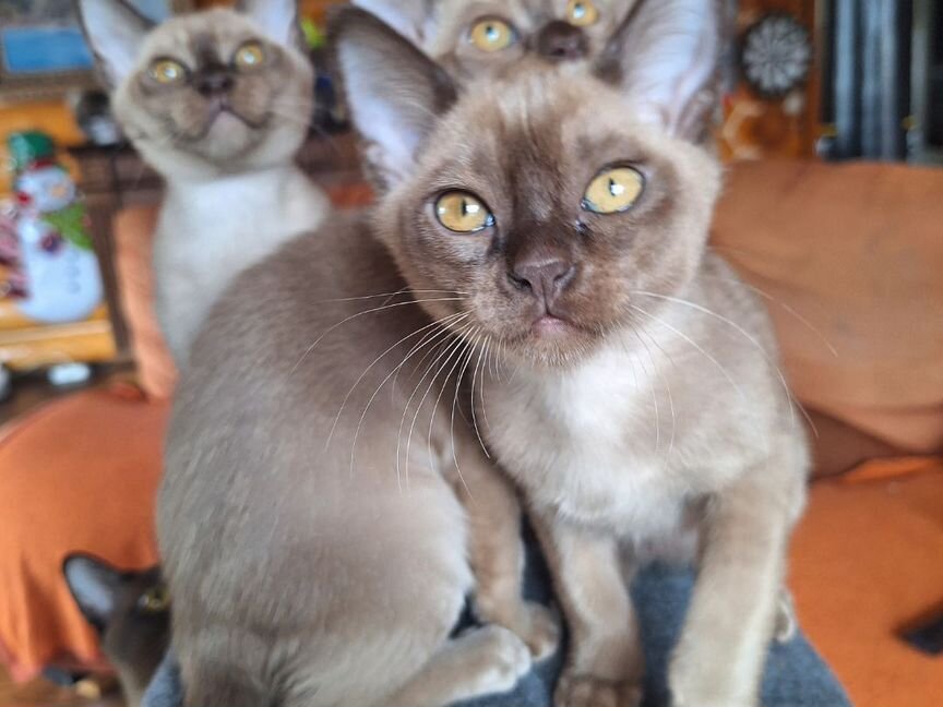 Бурманские котята шоколад