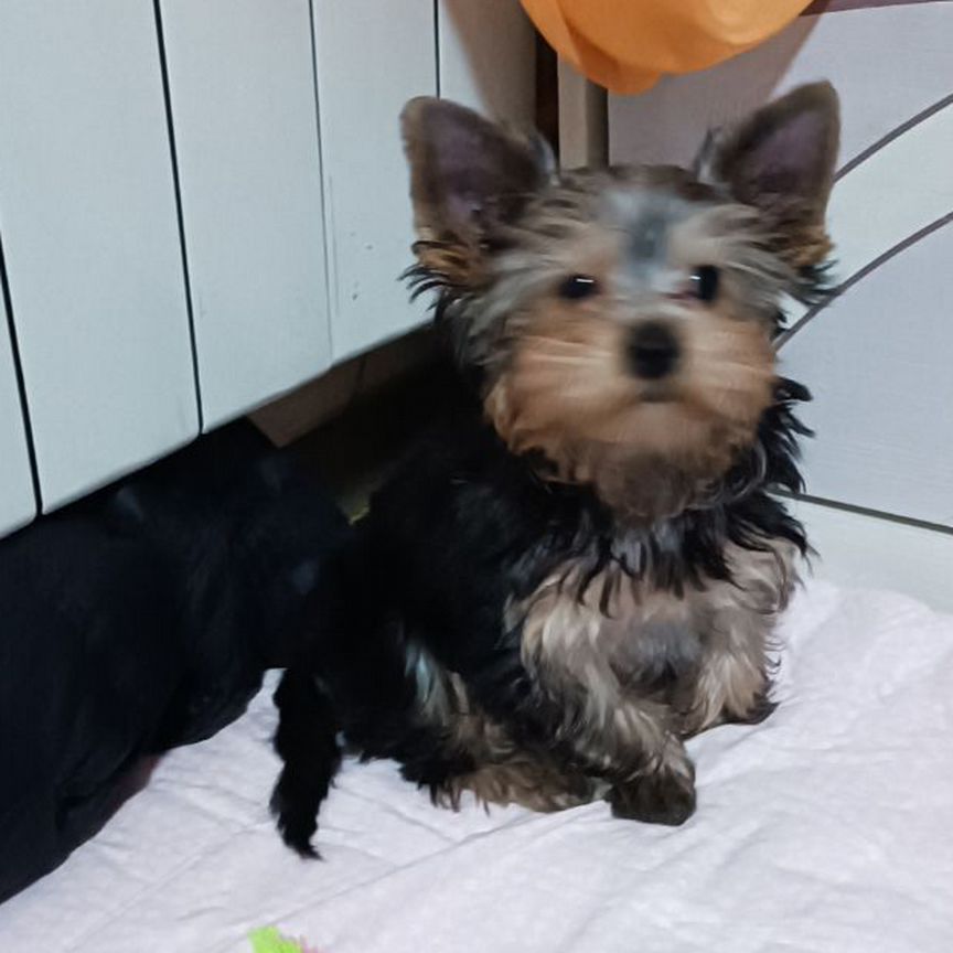 Йоркширский терьер, щенок