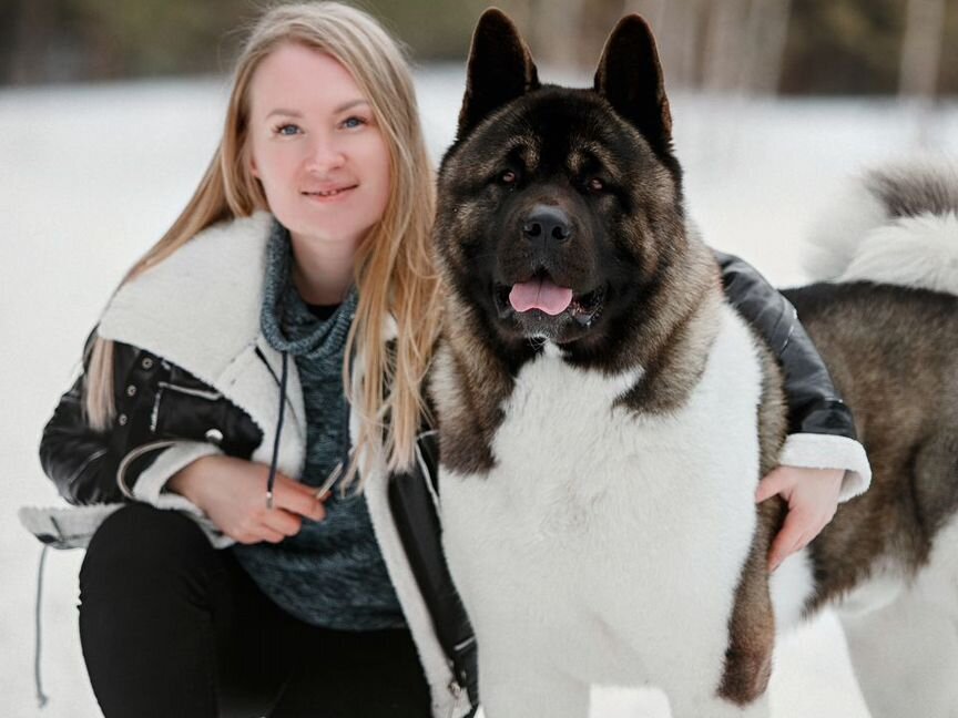 Американская акита вязка