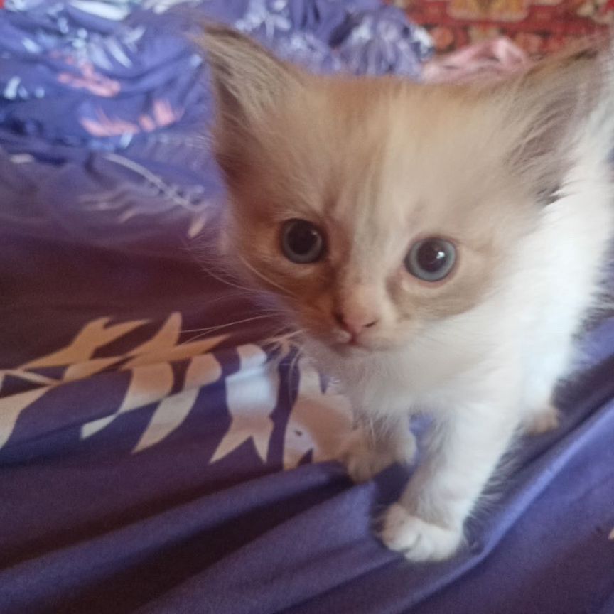 Сиамско Балинезийская (смесь ) котенок девочка