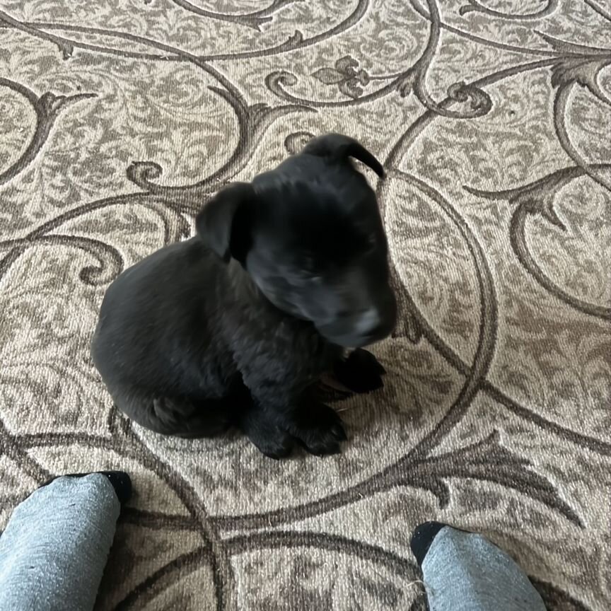 Щенок в добрые руки