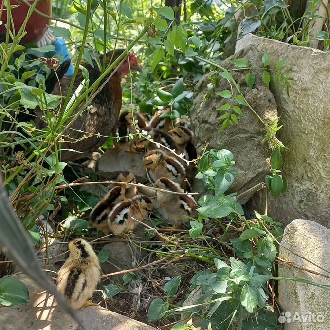 Карликовые цыплята