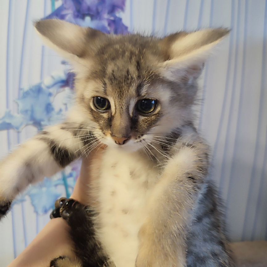 Чаузи Ф1 мальчик
