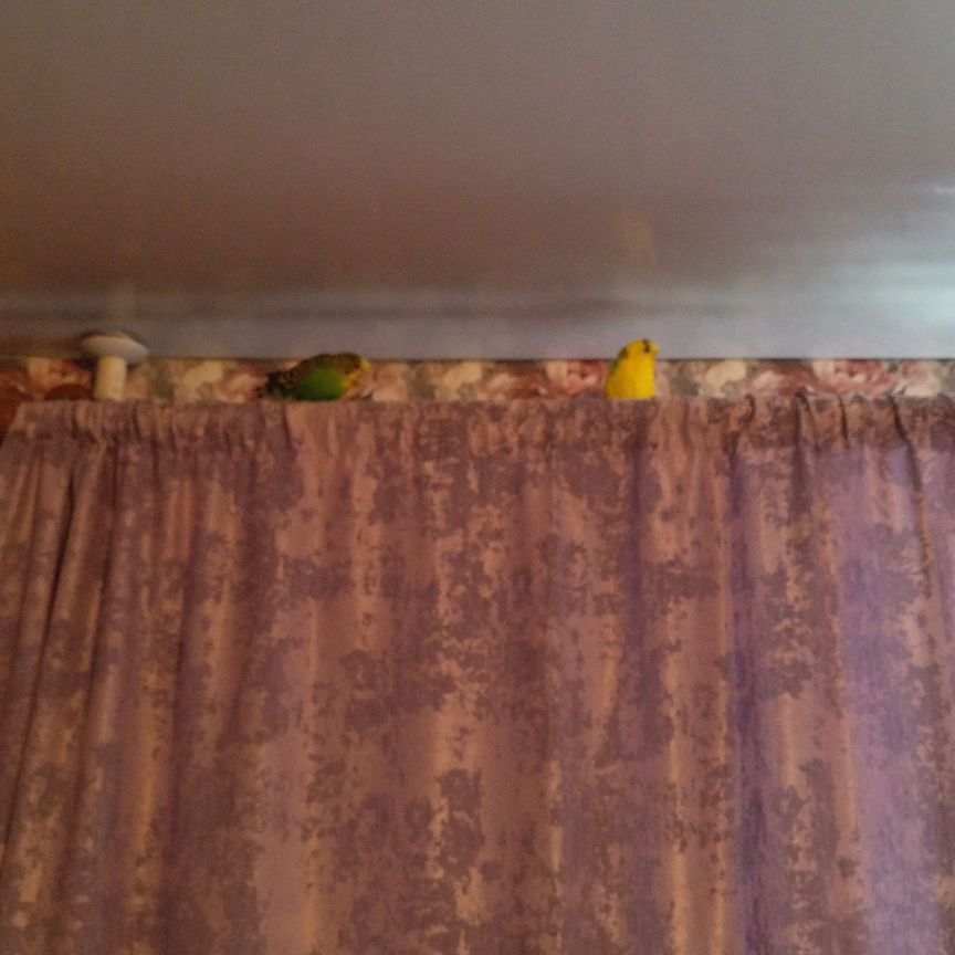 Два попугайчика,ручные с клетками за две тысячи