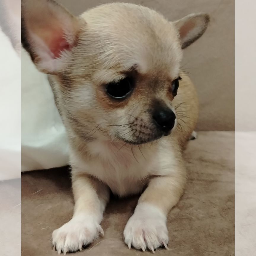 Чихуахуа, щенок