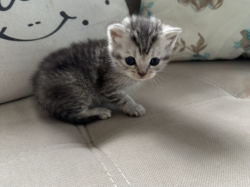Шотландские котята