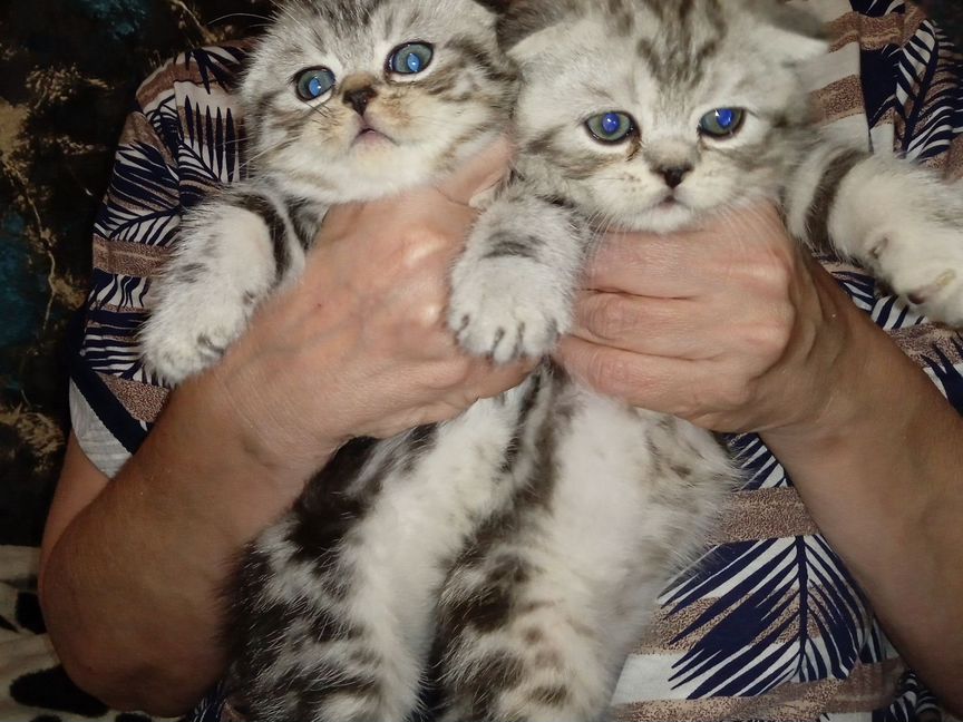 Шотландская вислоухая