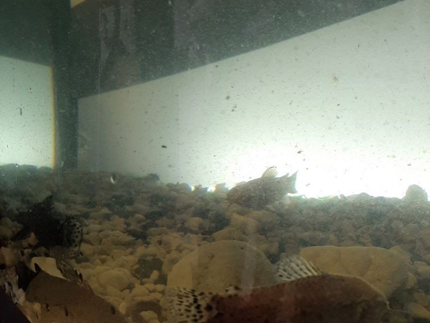 Рыбы/сомы таракатумы