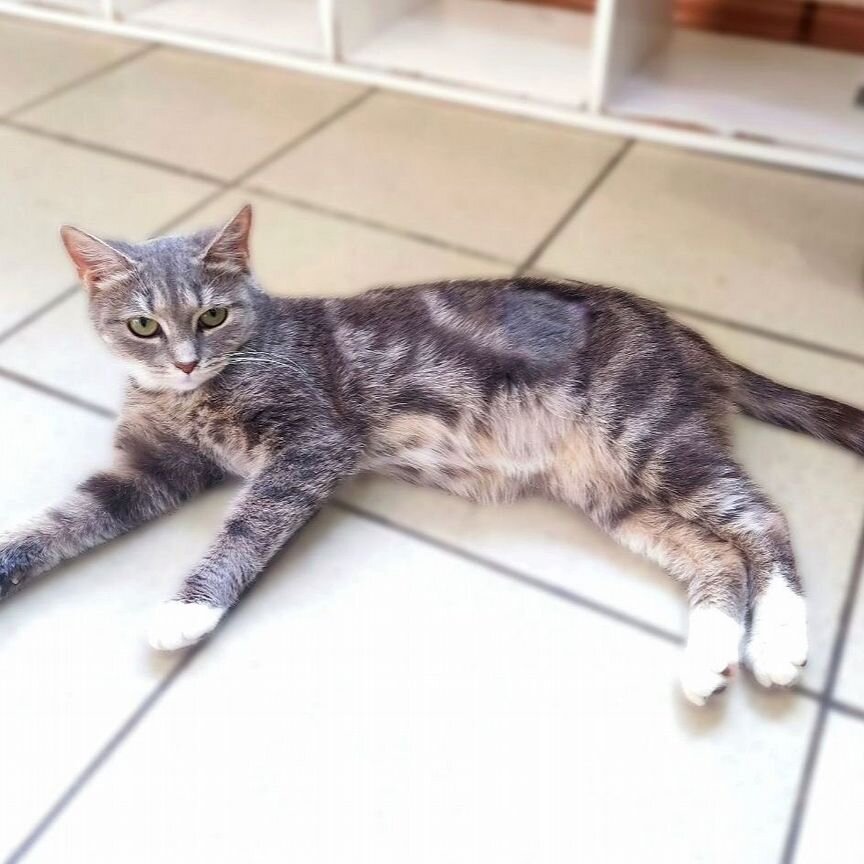 Молодая кошечка