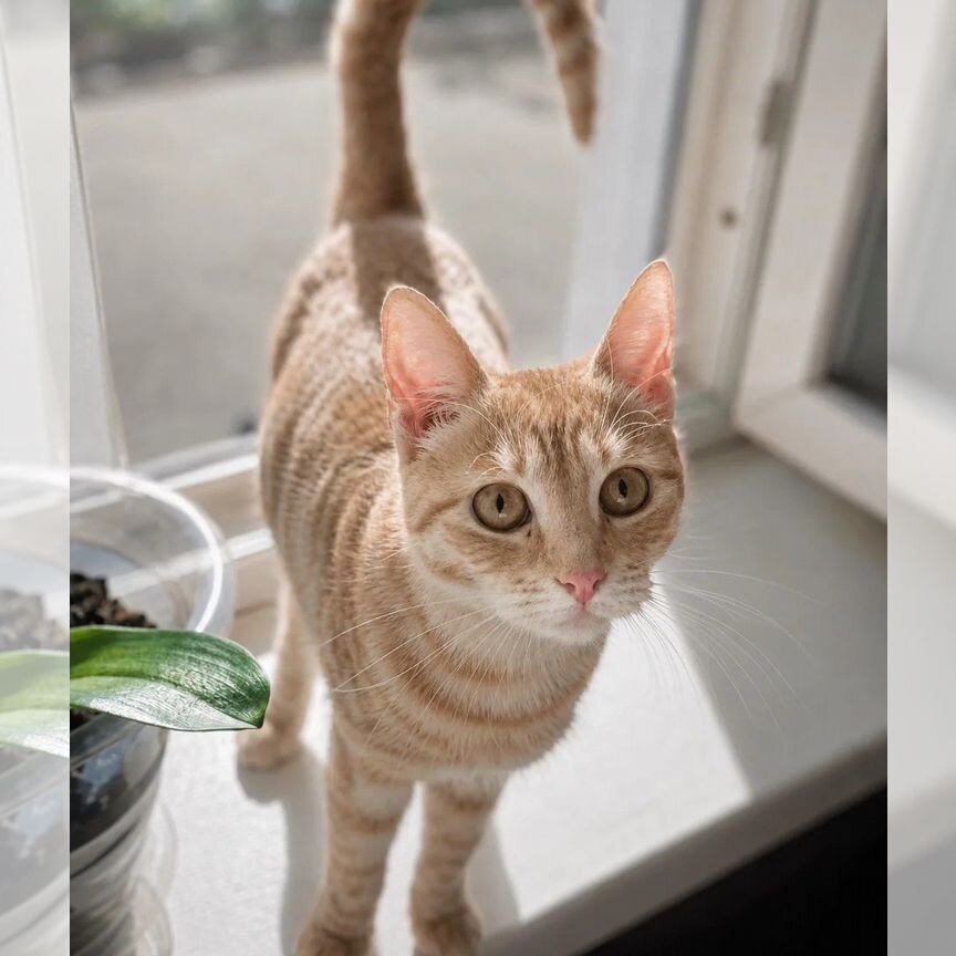 Котёнок в добрые руки