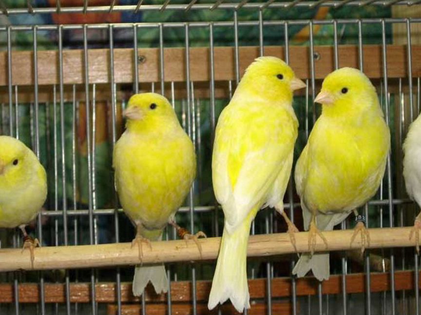 Канарейки