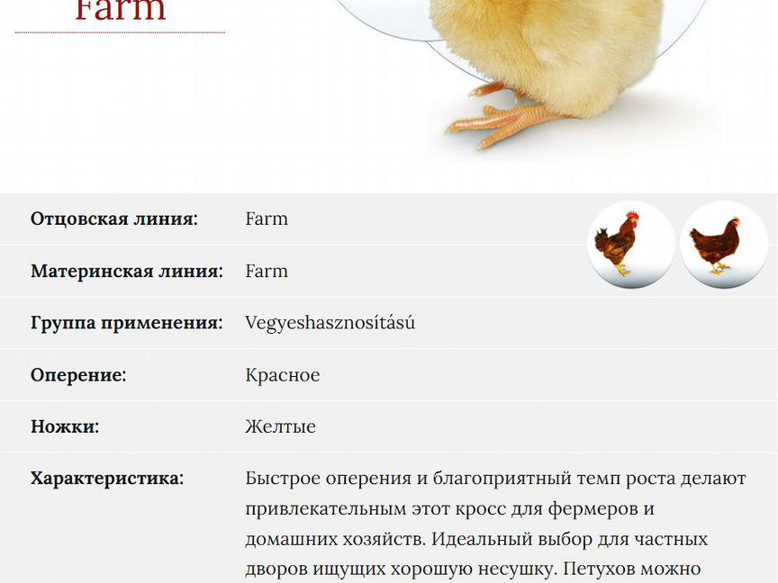 Цыплята цветной бройлер Редбро, Фарм, Грэй