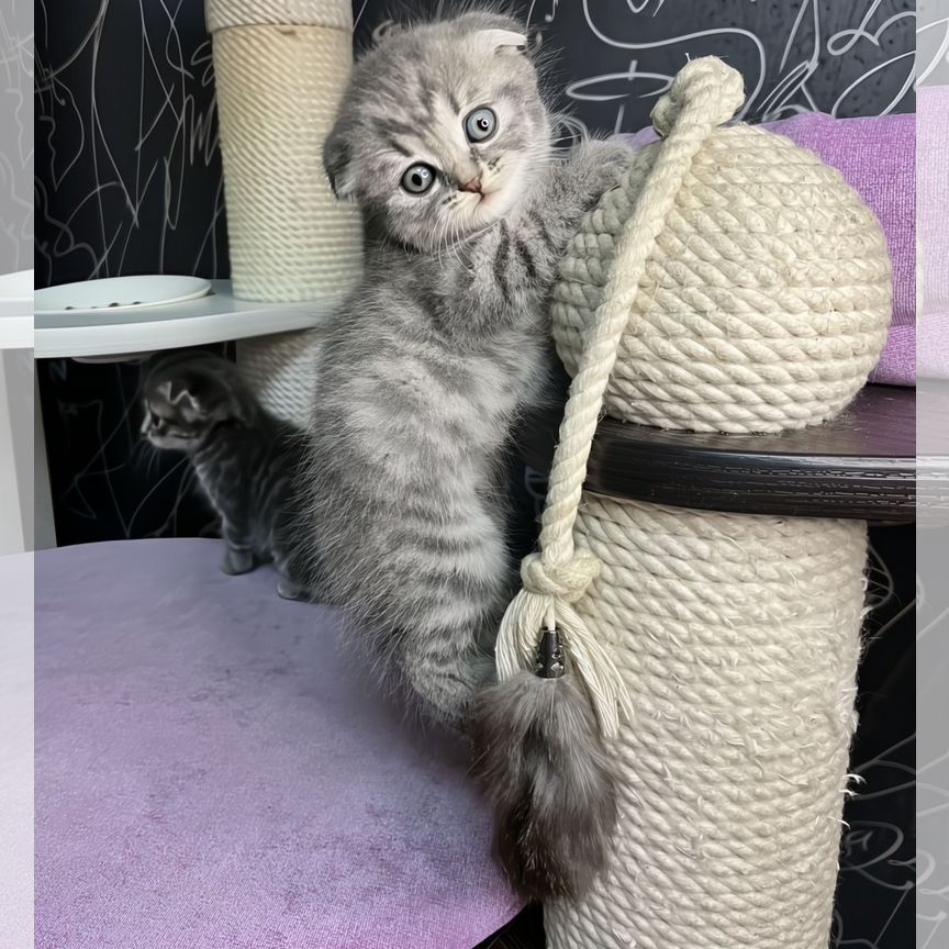 Шотландский вислоухий длинношёрстный котёнок