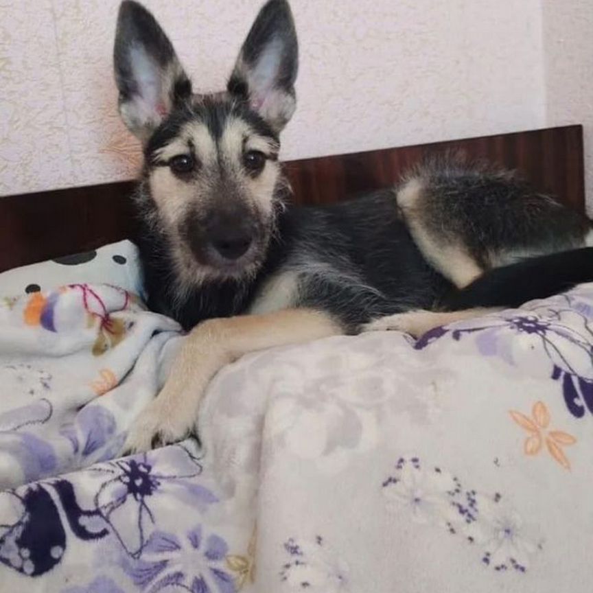 Мальчик Зайчик