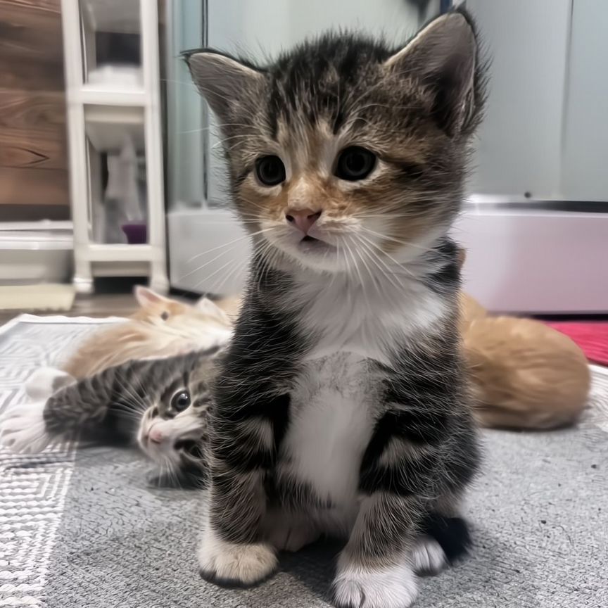 Котёнок в добрые руки