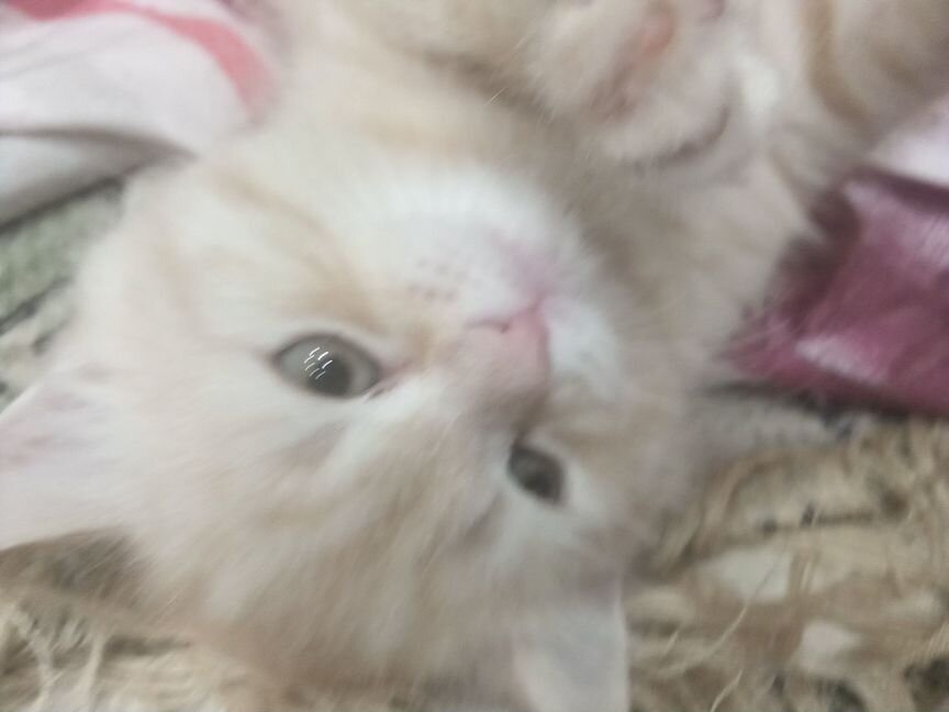 Шотландский мальчик персик