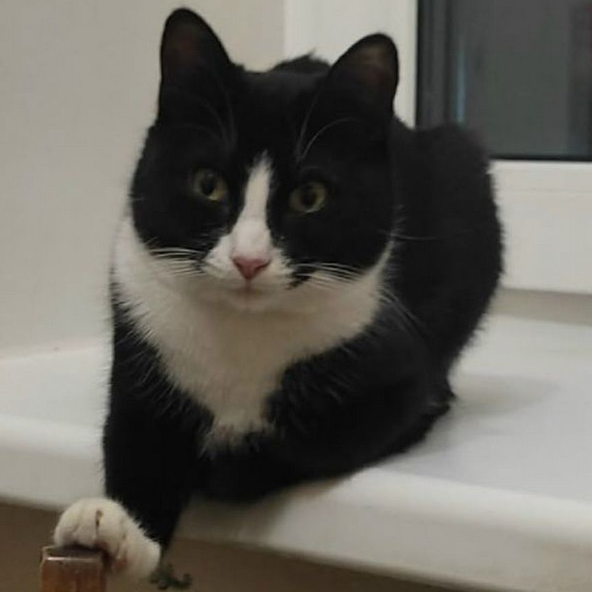 Взрослая, кошка в добрые руки