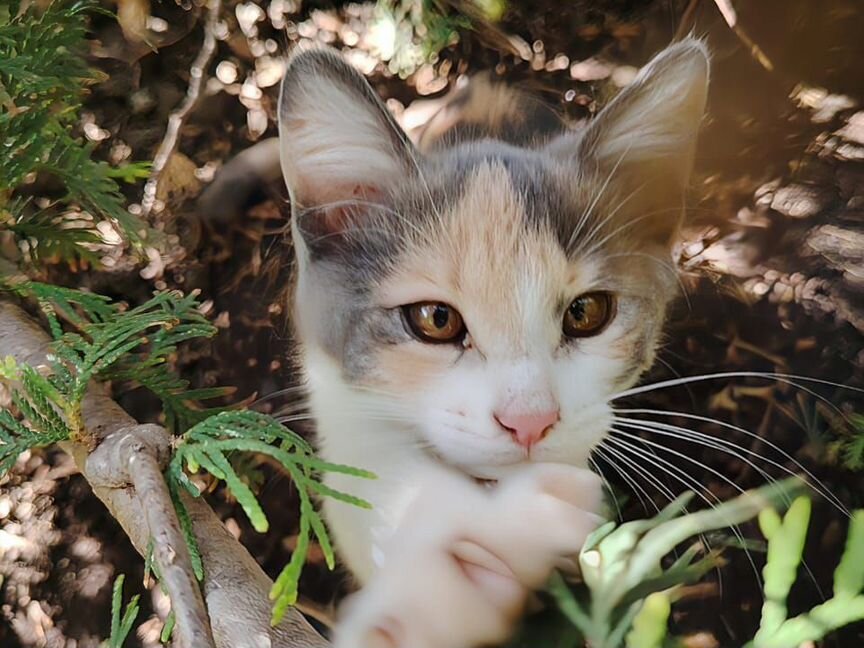Котенок девочка 2. 5 мес