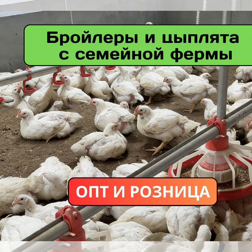 Куры бройлеры живым весом