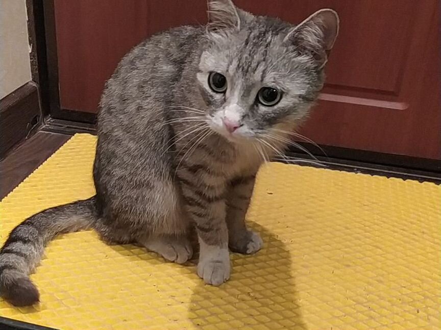 Кошка в дар