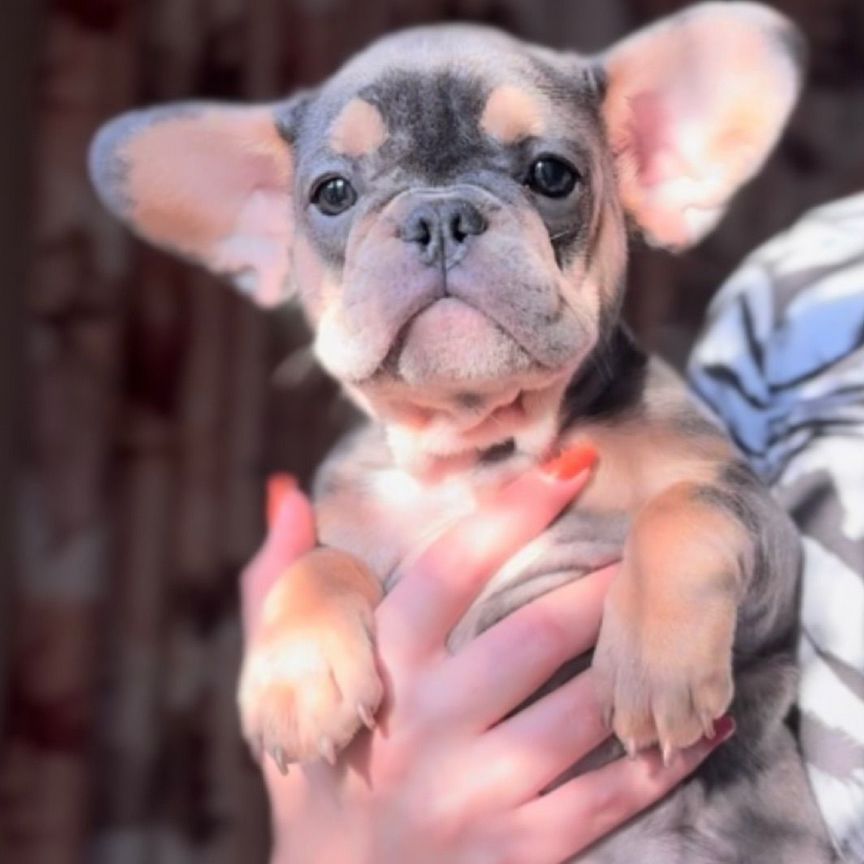 Французский бульдог миниатюрная девочка