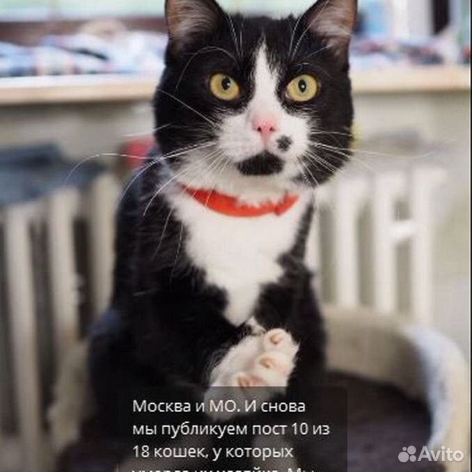 Котик Павлуша