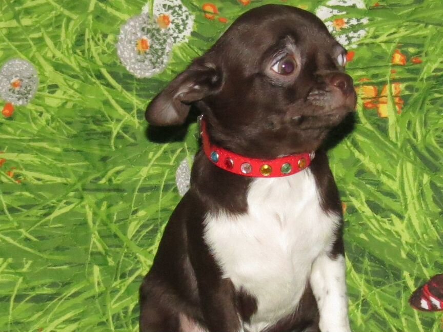 Чихуахуашечка