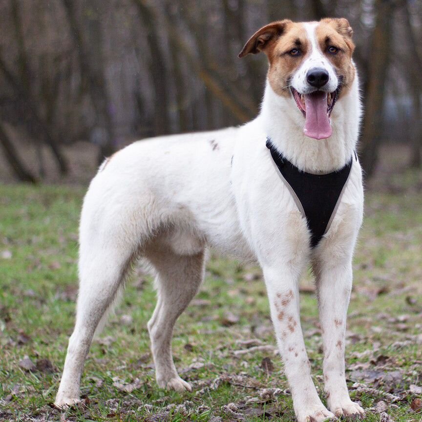 Собака в добрые руки бесплатно