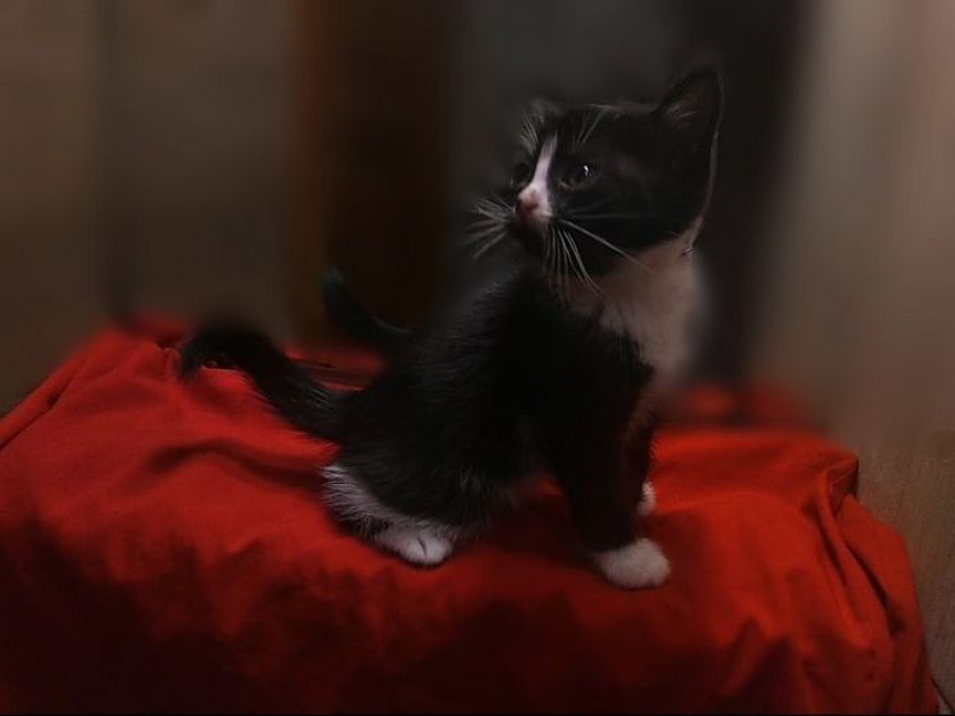 Отдаем котят в любящие и заботливые руки