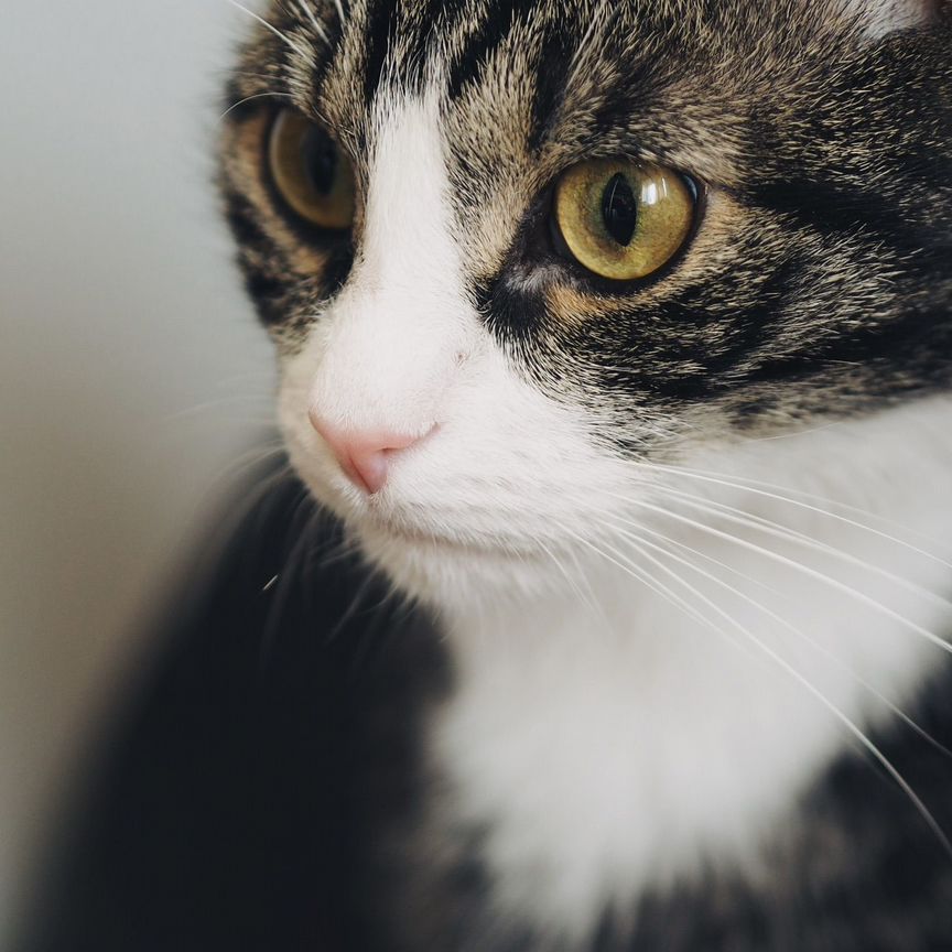 Интересный котик заждался