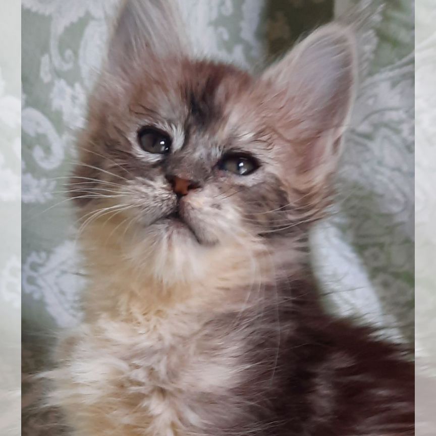 Мейн-кун котёнок