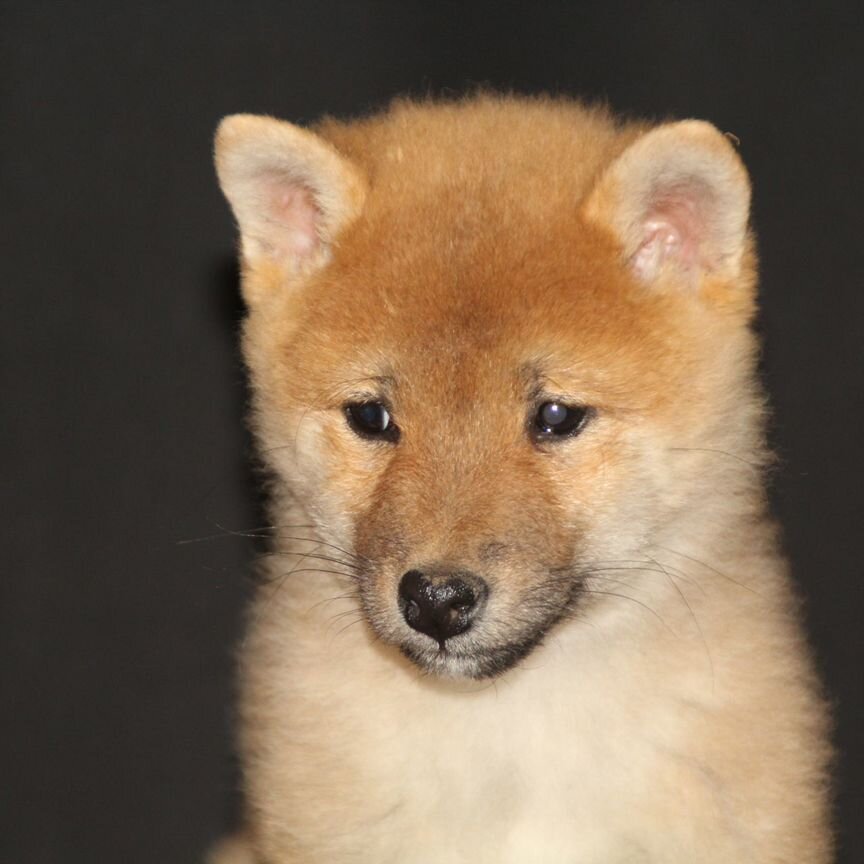 Щенок сиба шиба ину