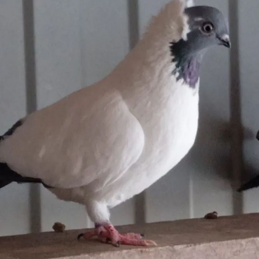 Голуби из питомника. Монахи и чайка