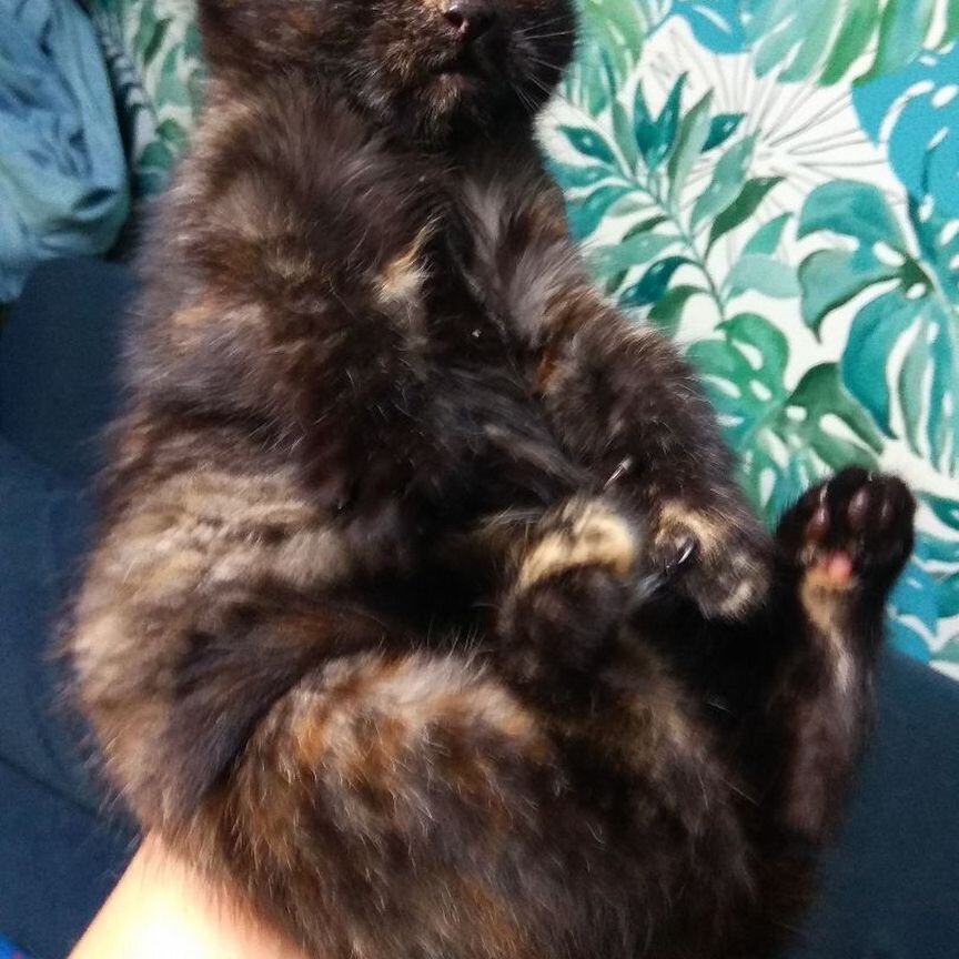 Котята очаровашки