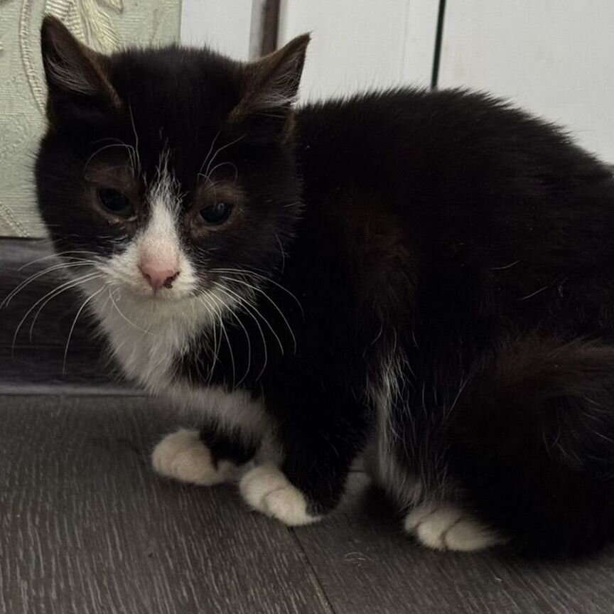 Котёнок в добрые руки