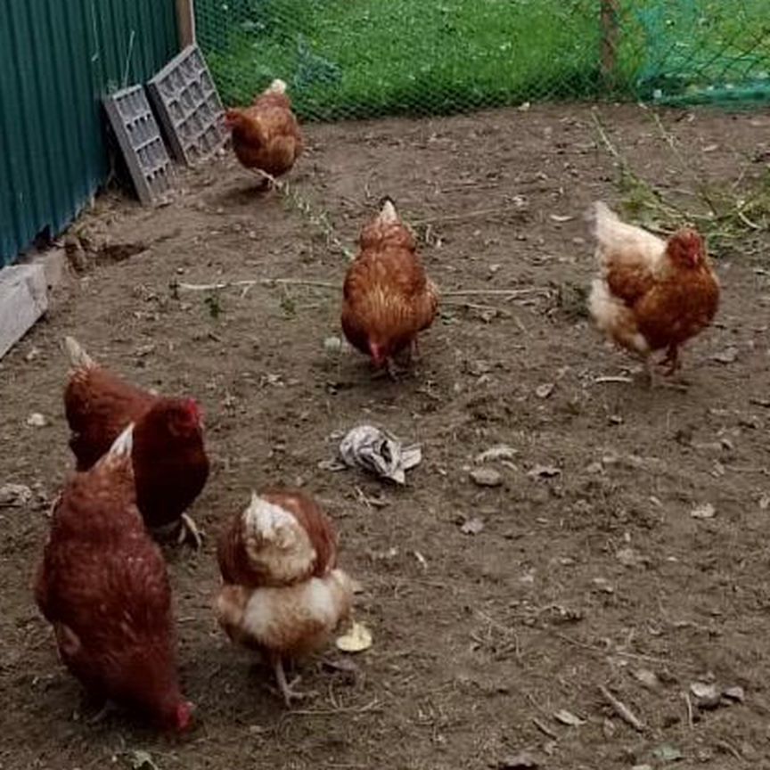 Куры несушки домашние молодые